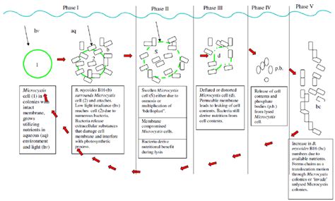 Conceptual Model Summarizing The Fate Of A Microcystis Cell During