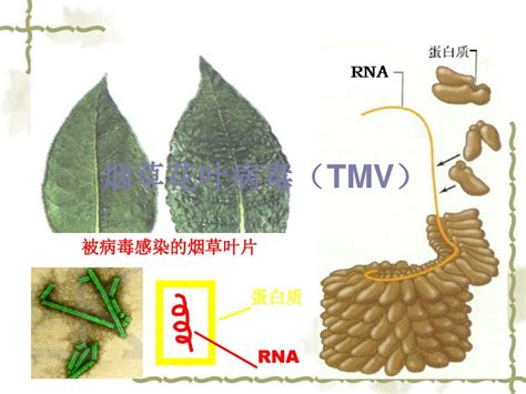 Dna 是主要的遗传物质 Ppt Download