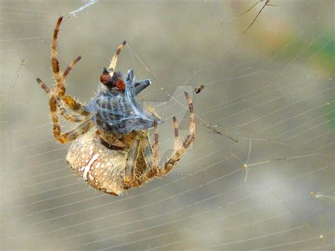 Killer Spider 6 By Bengalisvengali On Deviantart