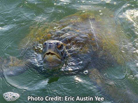Southern California Sea Turtle Monitoring Project Conservation