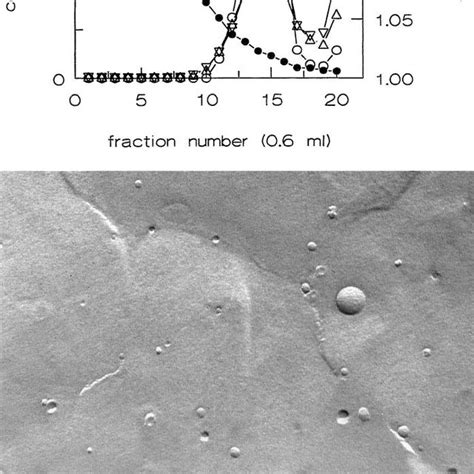 Density Gradient Ultracentrifugation And Freeze Fracture Electron Download Scientific Diagram