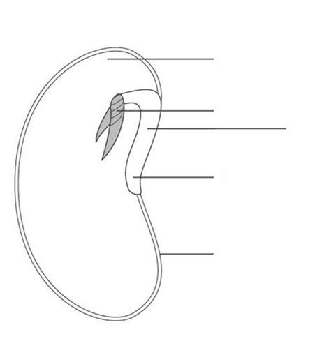 Schaubild „aufbau Gekeimter Samen“ Quizlet