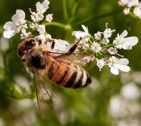 خواص عسل گشنیز صفر تا صد عسل گشنیز زنبورداری علی بابا