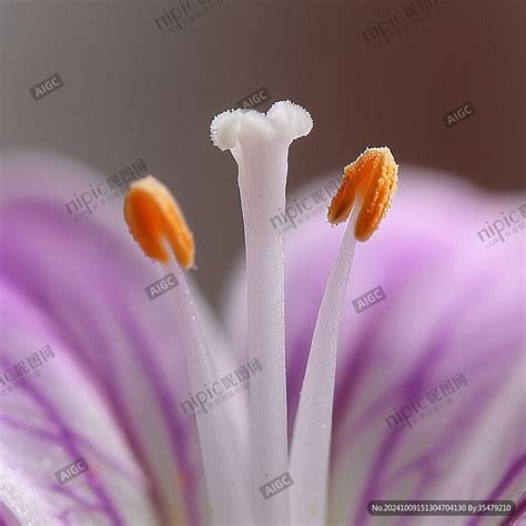 Ai创作图雌雄蕊 马利筋花蕊 雌蕊雄蕊 高清花芯 微距特写两朵花苞 百合花花蕊 高清大图花蕊 雌蕊花瓣 两只花骨朵 雌蕊和雄蕊花艺 花粉囊花蕊 雌花花蕊特写 百合花蕊特写 阔卵形花蕊 百合花