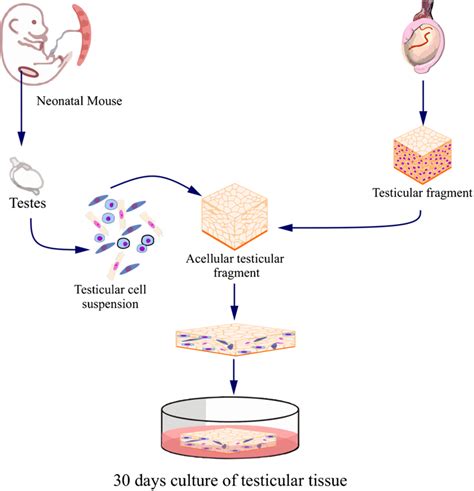 Schematic Representation Of Testicular Organoids Production By