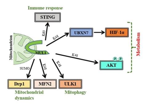 Regulation Of Metabolism By Mitochondrial Mul1 E3 Ubiquitin Ligase
