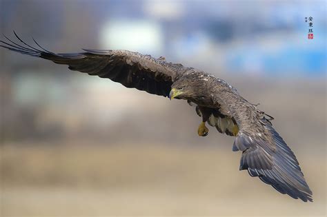 흰꼬리수리 Edam Gallery