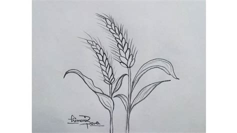 Wheat Plant Drawing