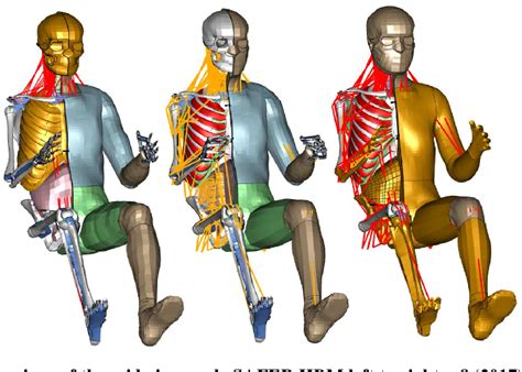 Figure 1 From The Safer Hbm A Human Body Model For Seamless