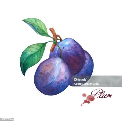 잎에 3 개의 전체 매입니다 핸드는 흰색 바탕에 수채화 그림을 그려 드로잉에 대한 스톡 벡터 아트 및 기타 이미지 드로잉 건강한 생활방식 과수원 Istock