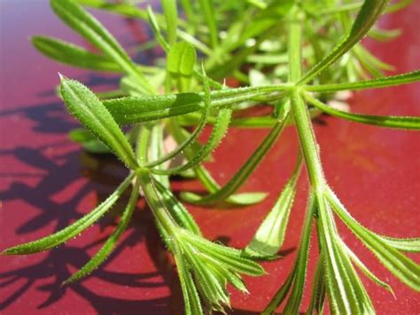 Sticky Weed Identification Worst Weed Ever Well Almost