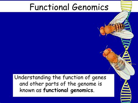 Ppt Genome Analysis Powerpoint Presentation Free Download Id 4872912