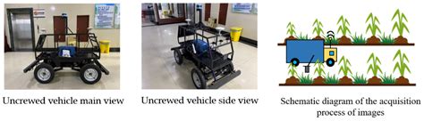 Sustainability Free Full Text Real Time Detection Of Seedling Maize Weeds In Sustainable