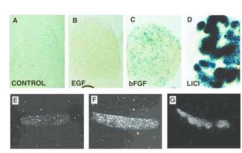 BMP7 Expression Requires An Inductive Signal Mesenchyme Was Isolated