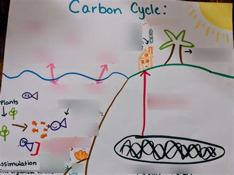 Carbon Cycle Apes Diagram Quizlet
