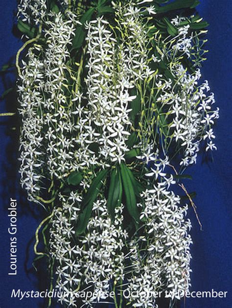 Mystacidium Capense