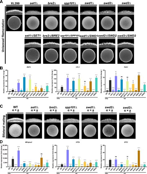 Figure 1 From The Compass Complex Regulates Fungal Development And Virulence Through Histone