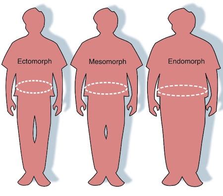 Body Types Mesomorph Ectomorph And Endomorph Lesson