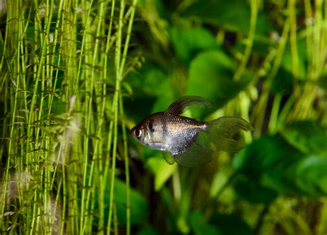 Black Skirt Tetra The Care Feeding An Breeding Of Black Skirt Tetras