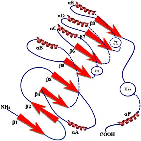 The αβ Hydrolase Fold Red Arrows Represent The β Sheets And As It Is