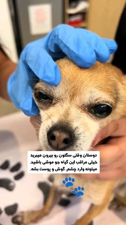 ‎پت مگ مجله سگ و گربه‎ ‎گیاه جو موشی یا Foxtail 👇🏽بخون توی این فصل زیاد هست و می‌تونه به سگ