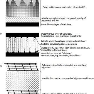 Schematic Representation Of Algal Cell Walls The Cell Wall Composition