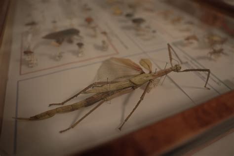 Nt Insect Collection Opens Doors To Citizen Scientists To Share Knowledge Deepen Ties Around