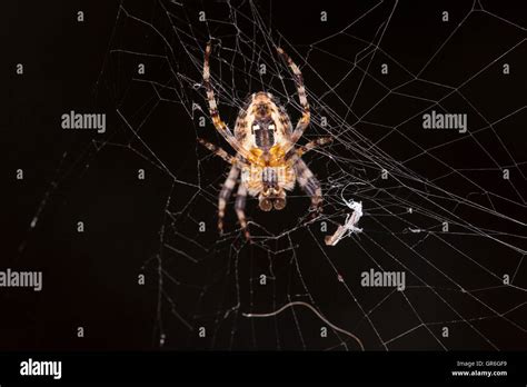 Spider Does Cobweb Stock Photo Alamy