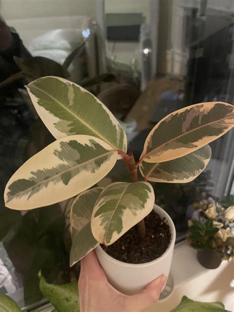 My Ficus Elastica Ruby Doesnt Seem Happy Shown Are Two Leaves That