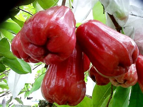 Cara Menanam Jambu Air Citra Agar Cepat Berbuah Kampustani Com