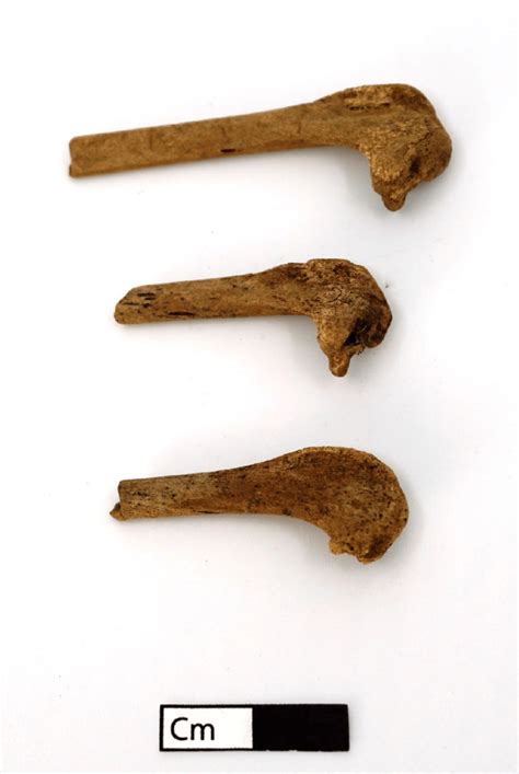Three Proximal Humerus Bones From Juvenile Auks Alcidae Which Seem To Download Scientific
