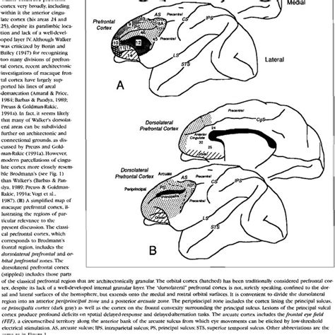 Pdf Do Rats Have Prefrontal Cortex The Rose Woolsey Akert Program Reconsidered