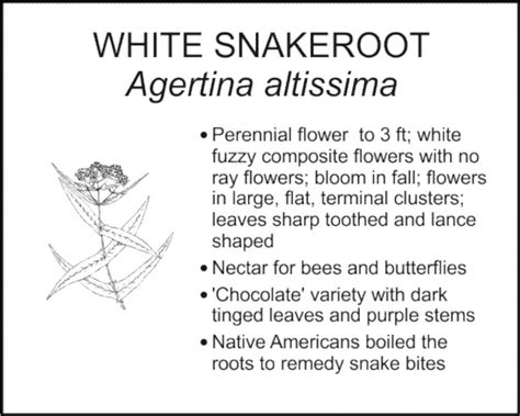 White Snakeroot Smart Garden Signs