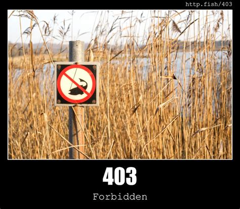 Forbidden Status Code And Cats