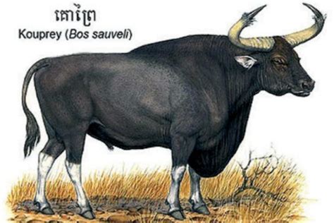 Chek Pong Moin Musa Aromatic The National Fruit Of Cambodia