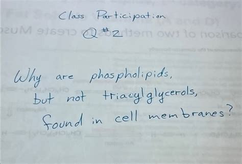 Solved Class Participationwhy Are Phospholipids But Not