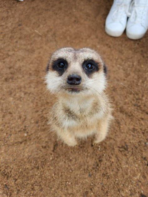 The Real Life Timon 😍 R Aww