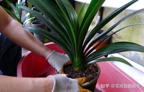老花匠给君子兰换盆的8句口诀，句句在理，简单易懂，记住没坏处 知乎