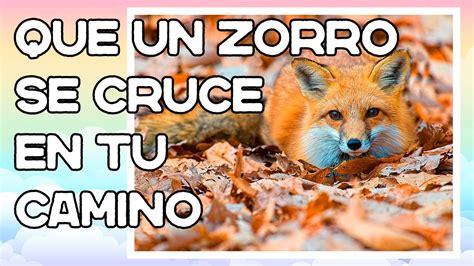 Cómo actuar si te encuentras con un zorro Arjal