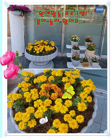 원예활동꽃심기 프로그램 베데스다실버홈