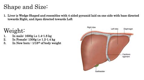 Liver Anatomypptx