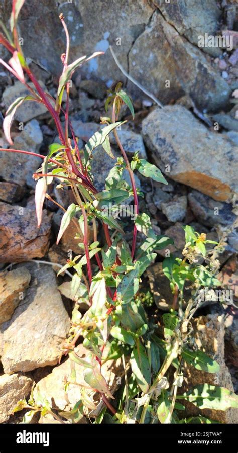 Modest Primrose Eremothera Chamaenerioides Plantae Ensenada Mx Bn