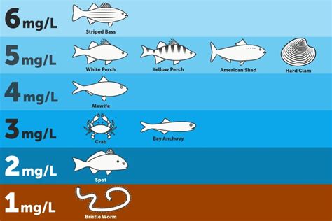 Dissolved Oxygen Understanding Its Importance In Water Quality