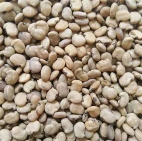 Hybrid Cluster Bean Seeds At ₹ 100 Kg Agriculture Seeds In Guwahati Id 2852913206791