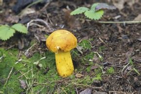 Russula Corvet Photo Agency