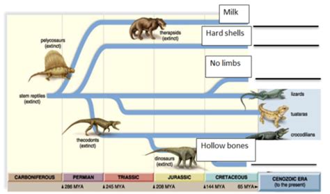 Biol 111 Exam 3 Questions Flashcards Quizlet