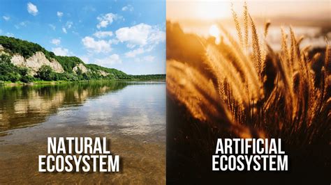 Difference Between Natural Ecosystem And Artificial Ecosystem Youtube