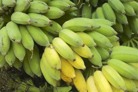 Fresh Bananas Just Harvested In Chumphon Province Thailand Stock