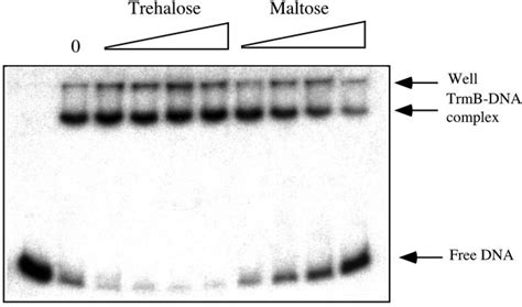 Trehalose And Maltose Affect Trmb Mediated Emsa With Labeled Region 1