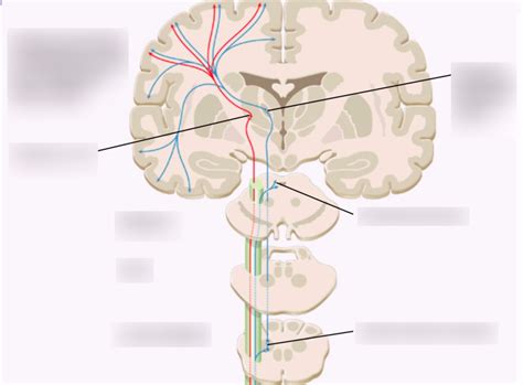 Diagram Of Spinothalamic And Spinoreticular Pathways Upper Half Quizlet